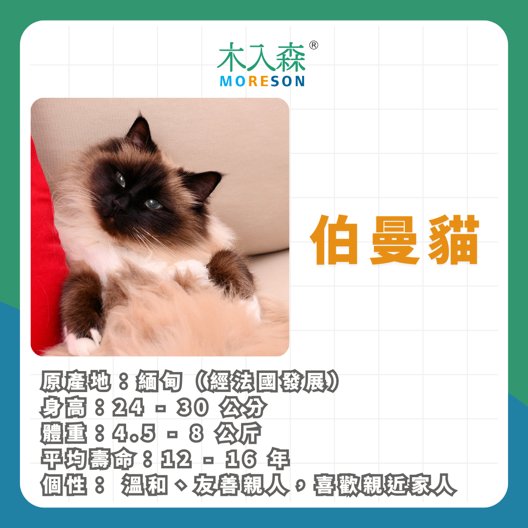 21種貓咪品種總整理｜養貓咪前必讀 - 木入森Moreson｜寵物保健食品｜犬貓營養分類 精準保健補充